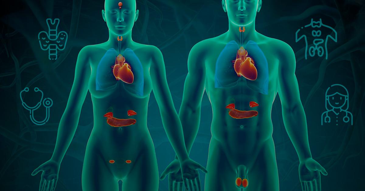 Todo lo que necesitas saber sobre el sistema endocrino - Servicios ...